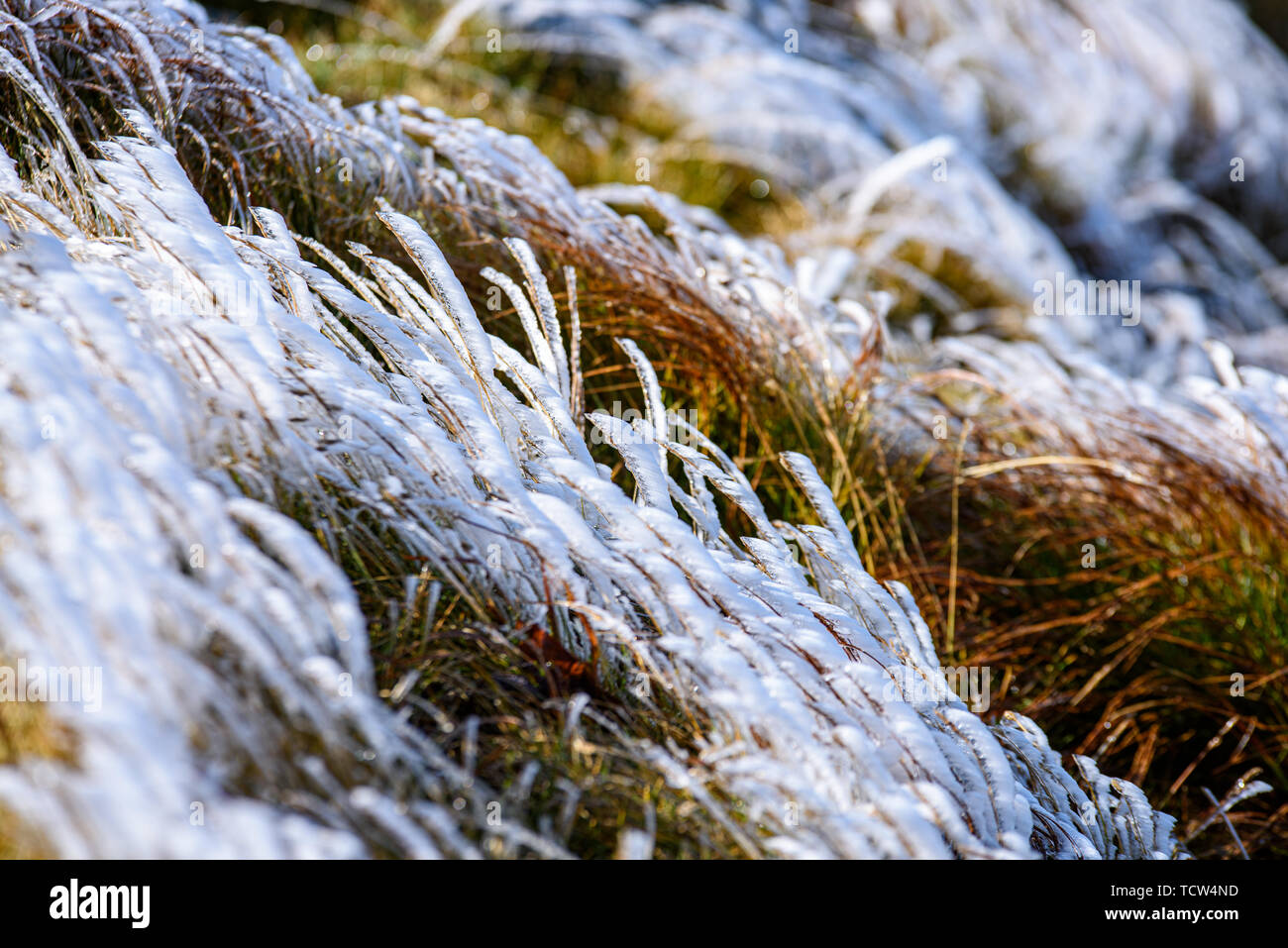winter dry vegetation tree branches and leaves frosty covered with snow ...