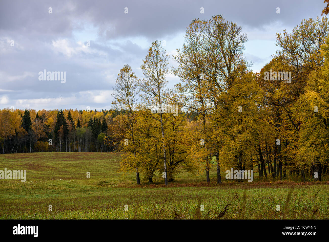 single large tree in the middle of green meadow pasture in country ...