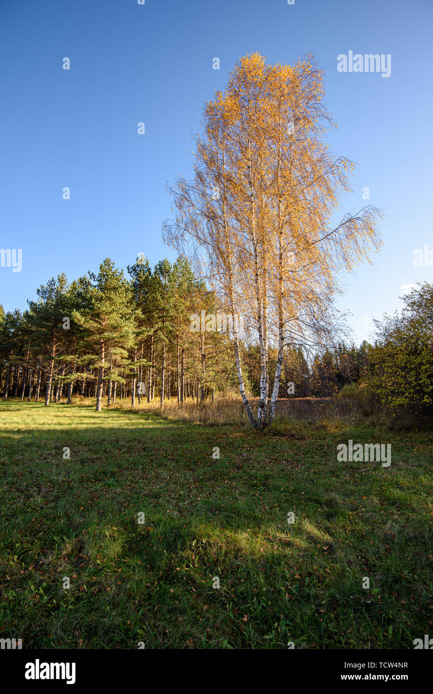 single large tree in the middle of green meadow pasture in country ...