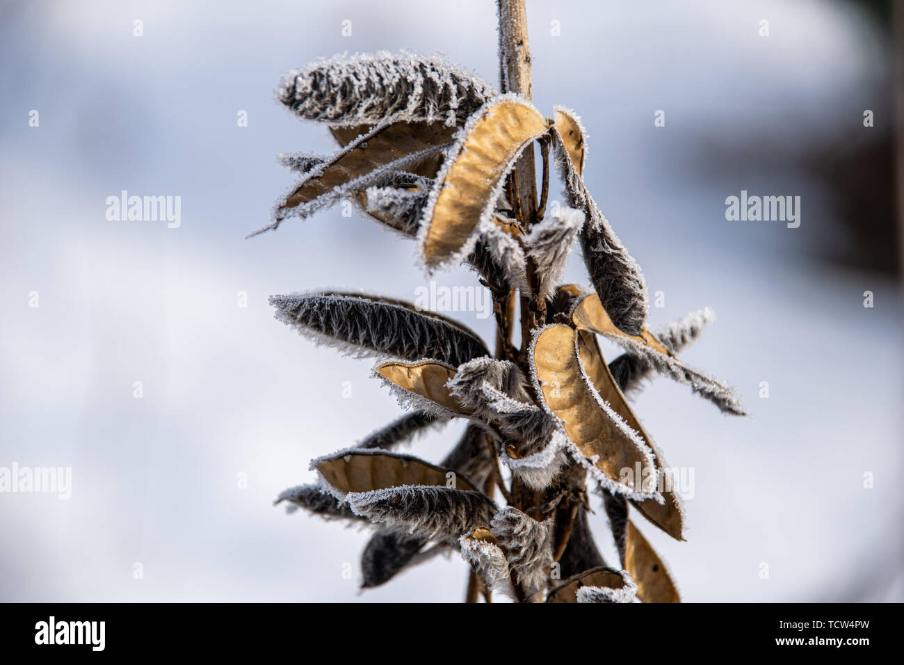 winter dry vegetation tree branches and leaves frosty covered with snow ...