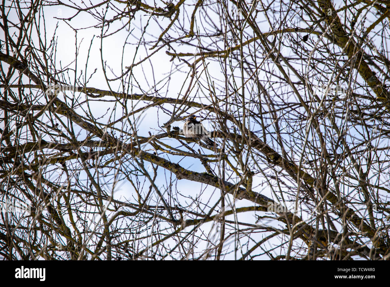 winter dry vegetation tree branches and leaves frosty covered with snow ...