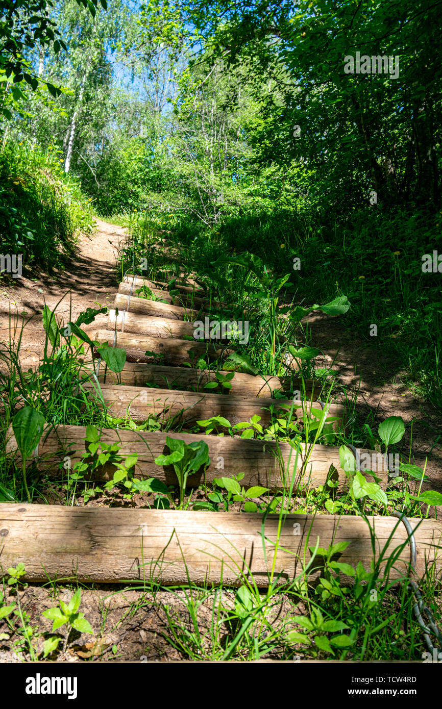 sunny summer hiking trail footpath in the woods for tourists with green ...