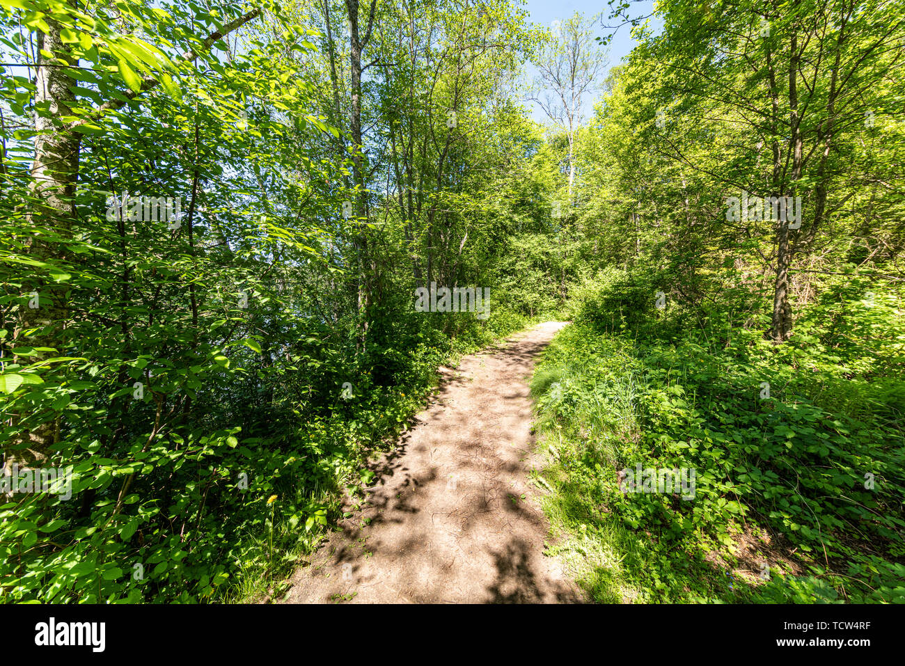 sunny summer hiking trail footpath in the woods for tourists with green ...