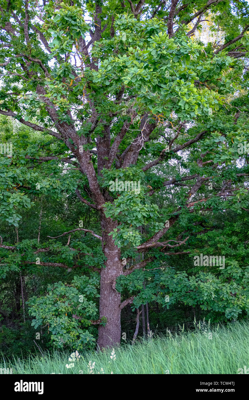 single large tree in the middle of green meadow pasture in country ...