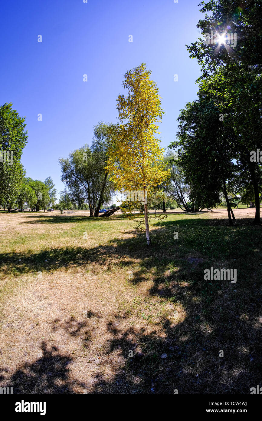 single large tree in the middle of green meadow pasture in country ...