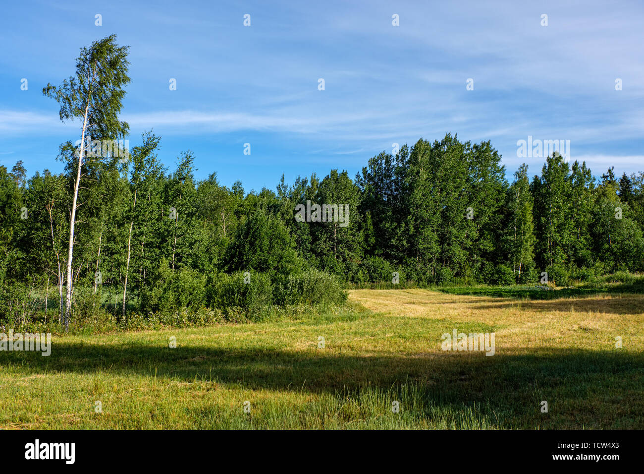 single large tree in the middle of green meadow pasture in country ...