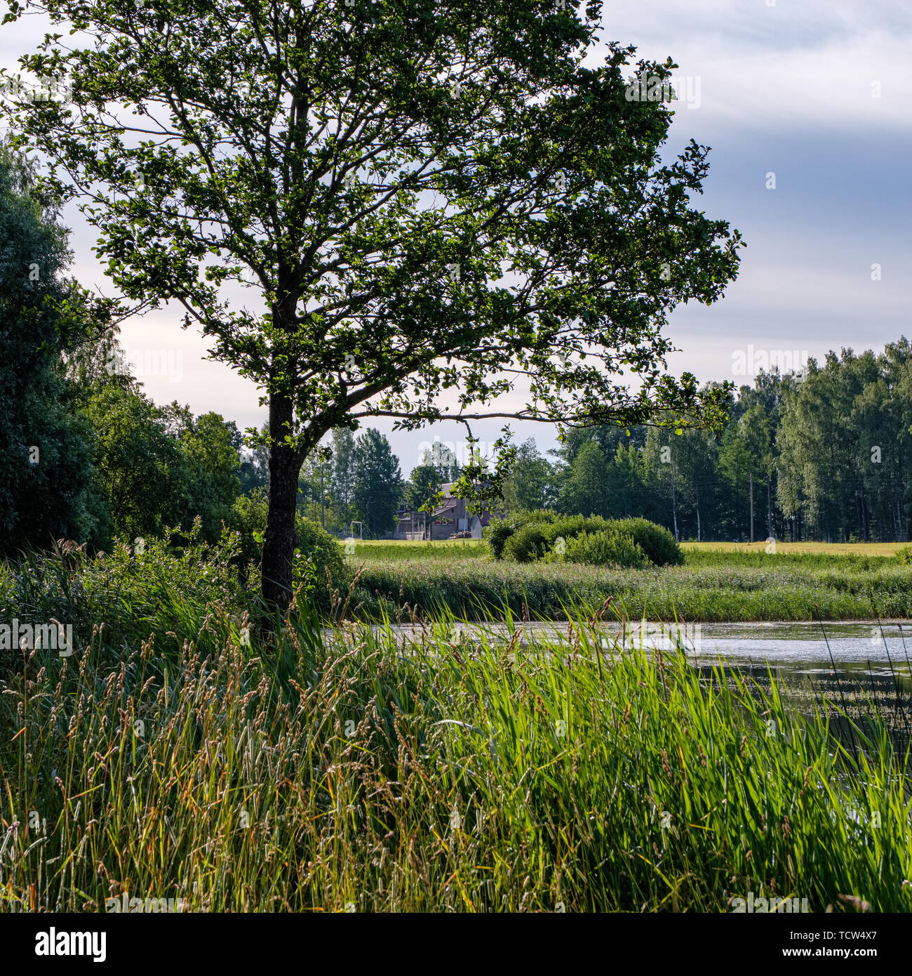 single large tree in the middle of green meadow pasture in country ...