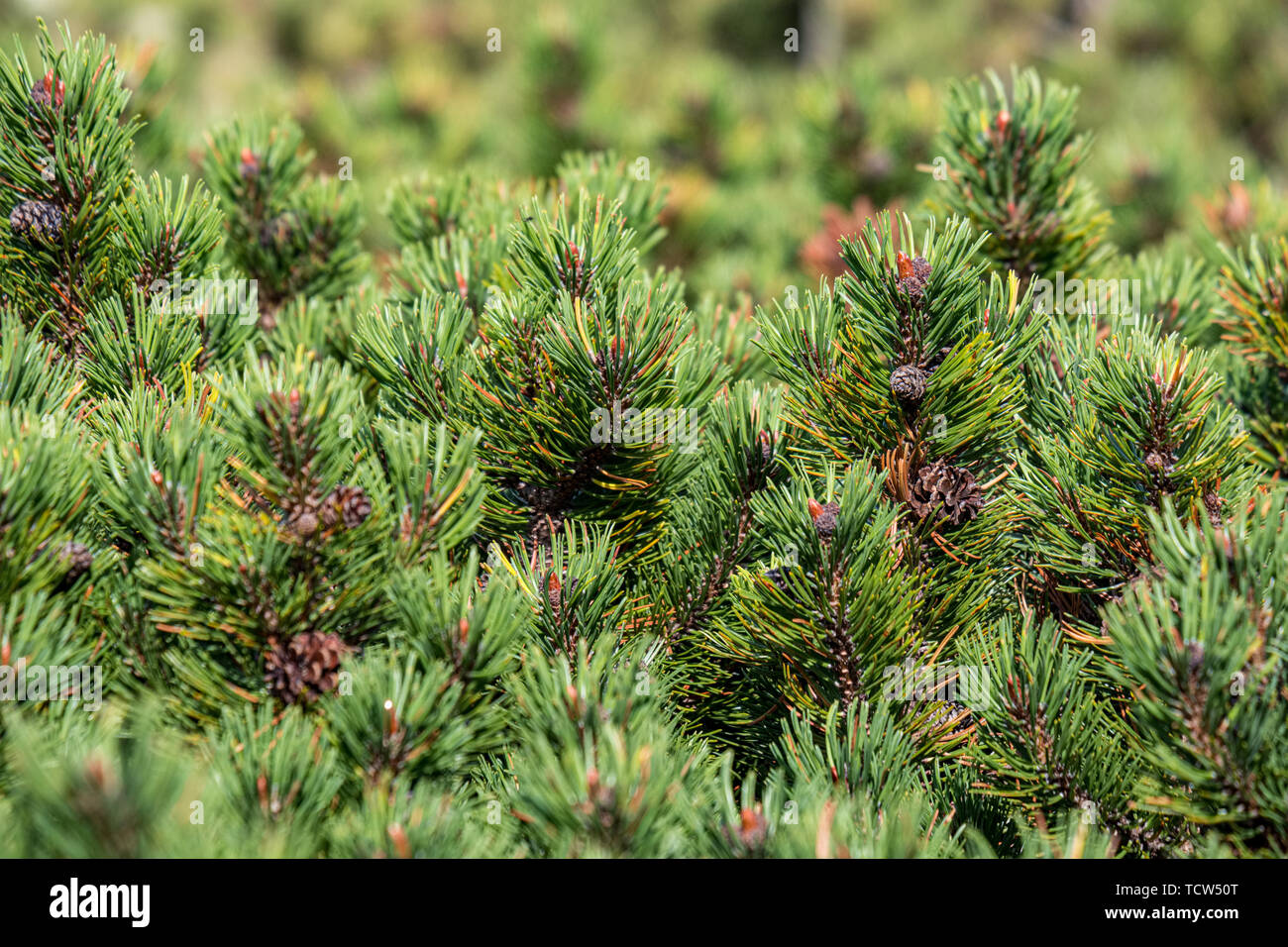 green wet spruce tree branches in nature with blur background texture Stock Photo - Alamy