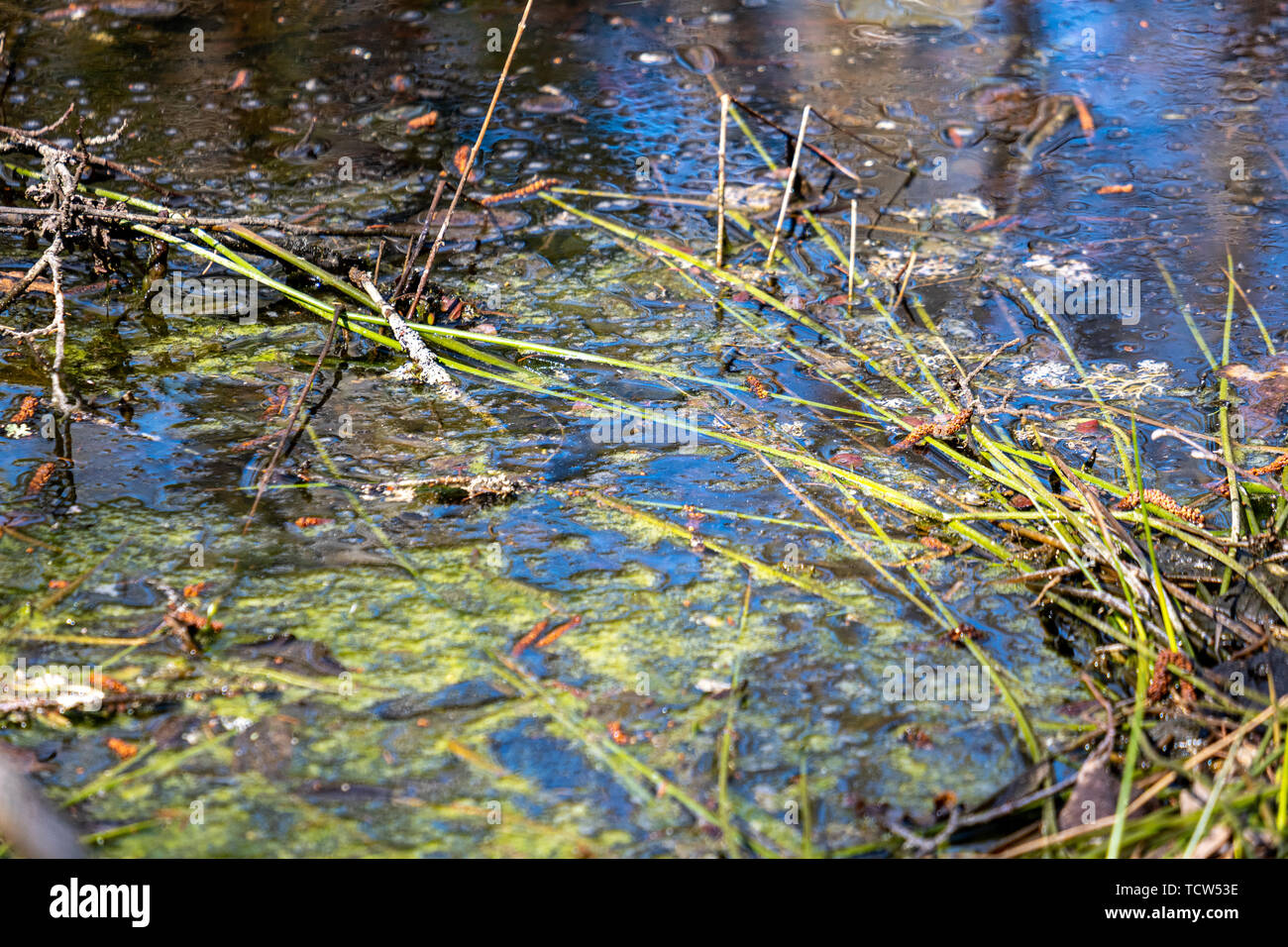water texture with reflections and rocks on the bottom of stream ...