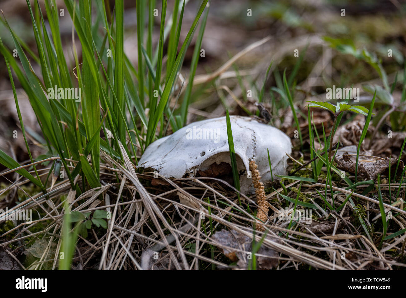 skeleton of dead animal in forest. bones on the grass Stock Photo - Alamy