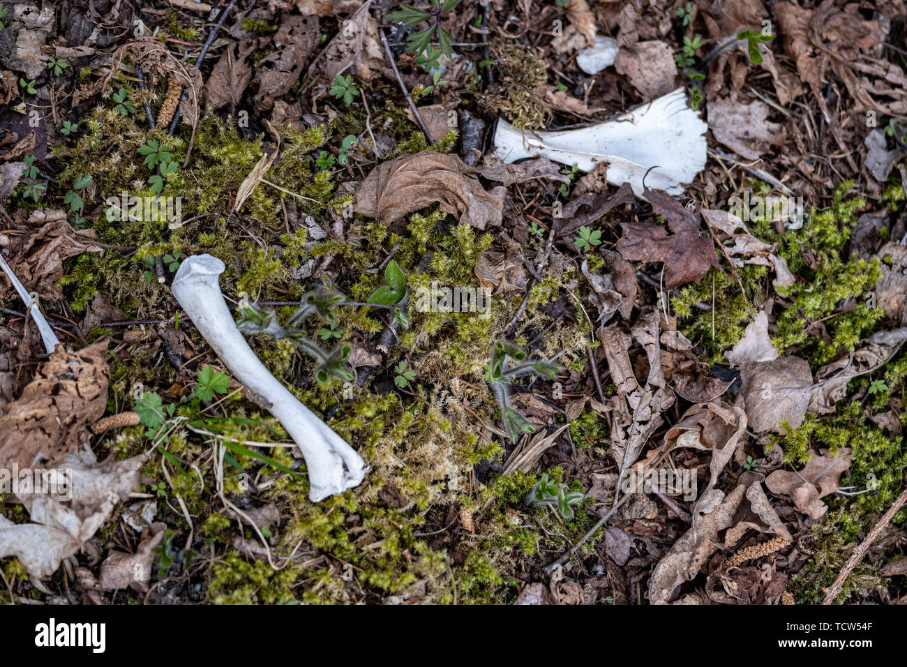 skeleton of dead animal in forest. bones on the grass Stock Photo - Alamy