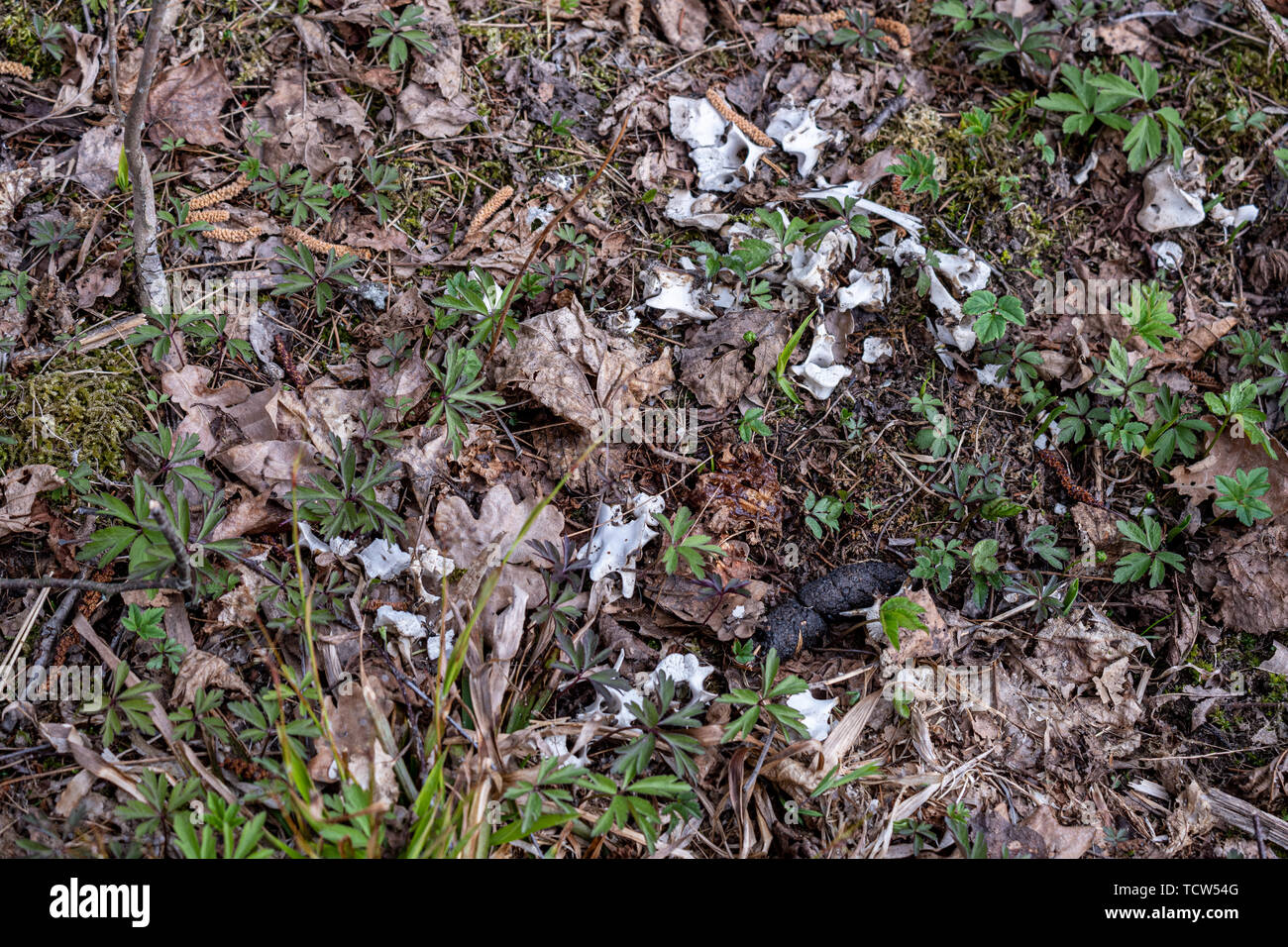 skeleton of dead animal in forest. bones on the grass Stock Photo - Alamy