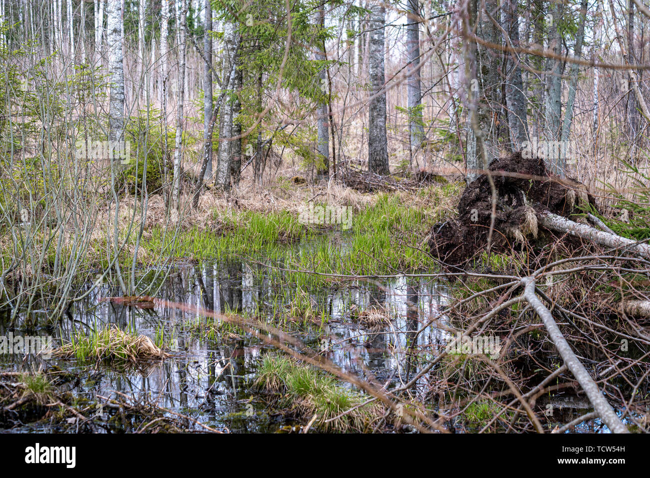 first green foliage sprouting from empty ground in the spring at ...