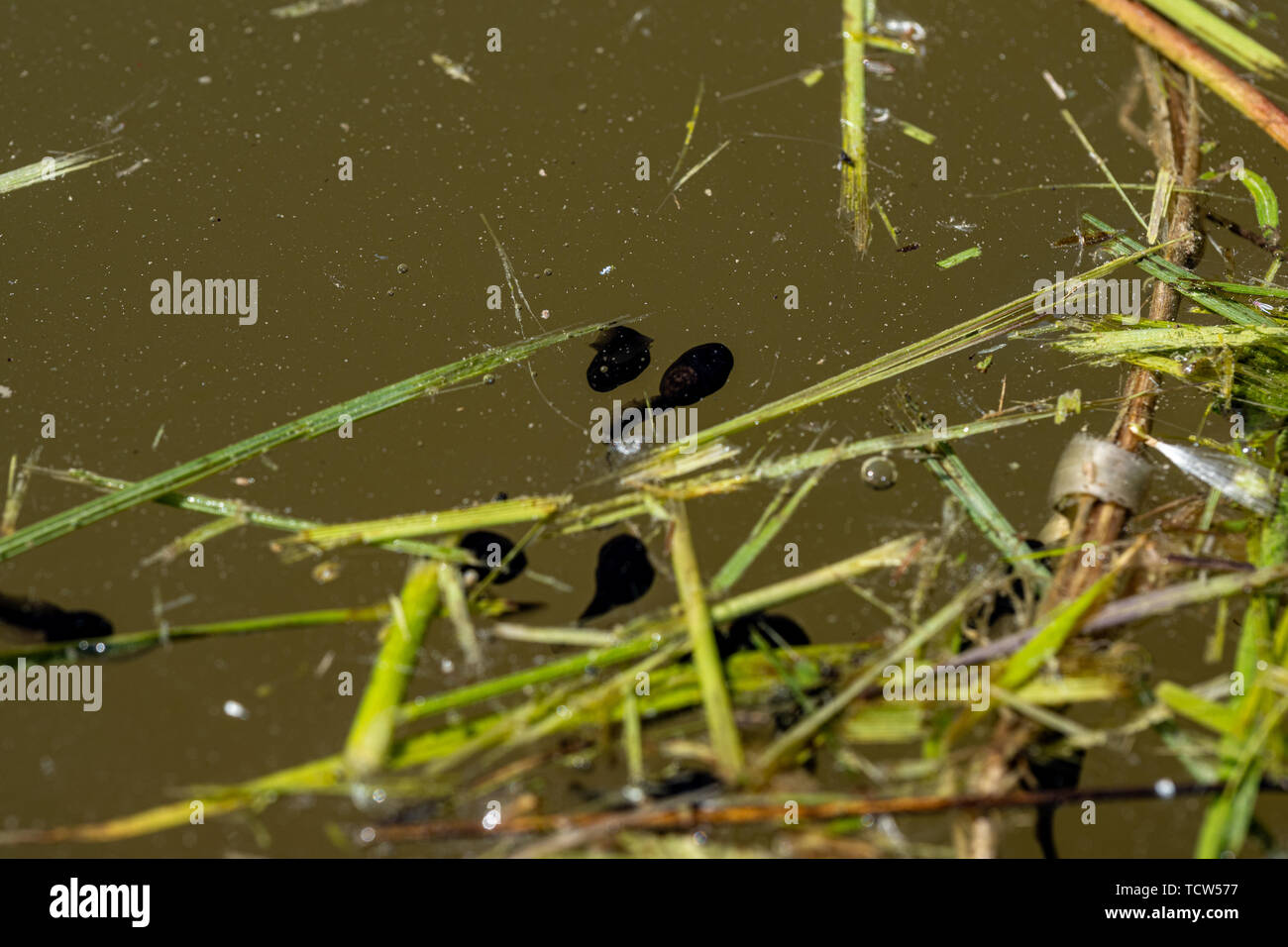 green frog tadpoles feeding on grass in the ditch of water in country ...