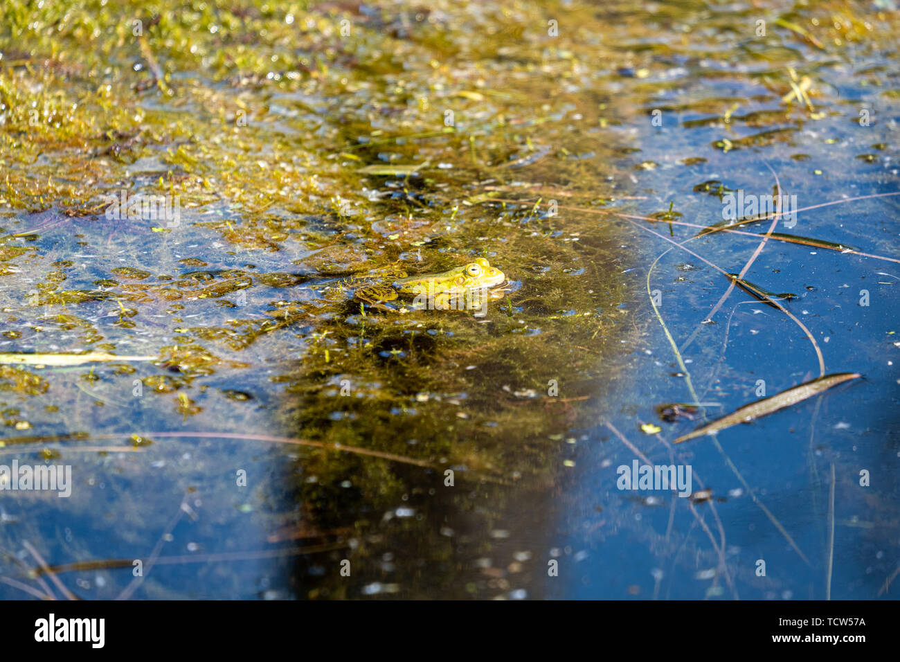 green frog tadpoles feeding on grass in the ditch of water in country ...