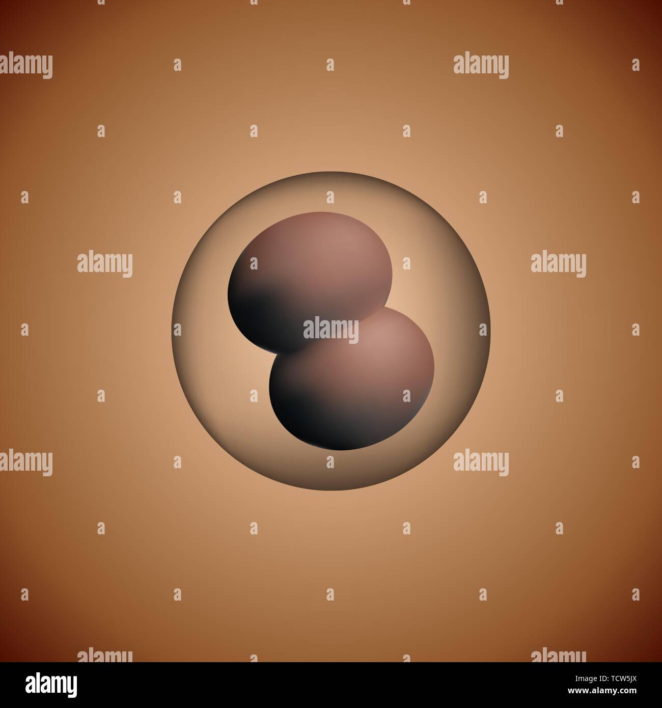 Fertilized egg hi-res stock photography and images - Alamy