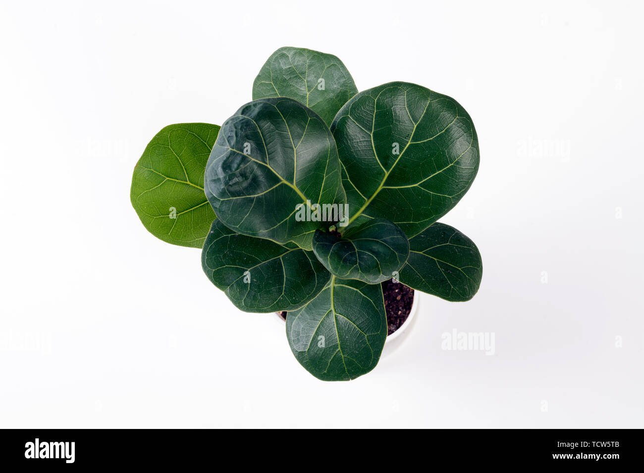 Ye rong hi-res stock photography and images - Alamy