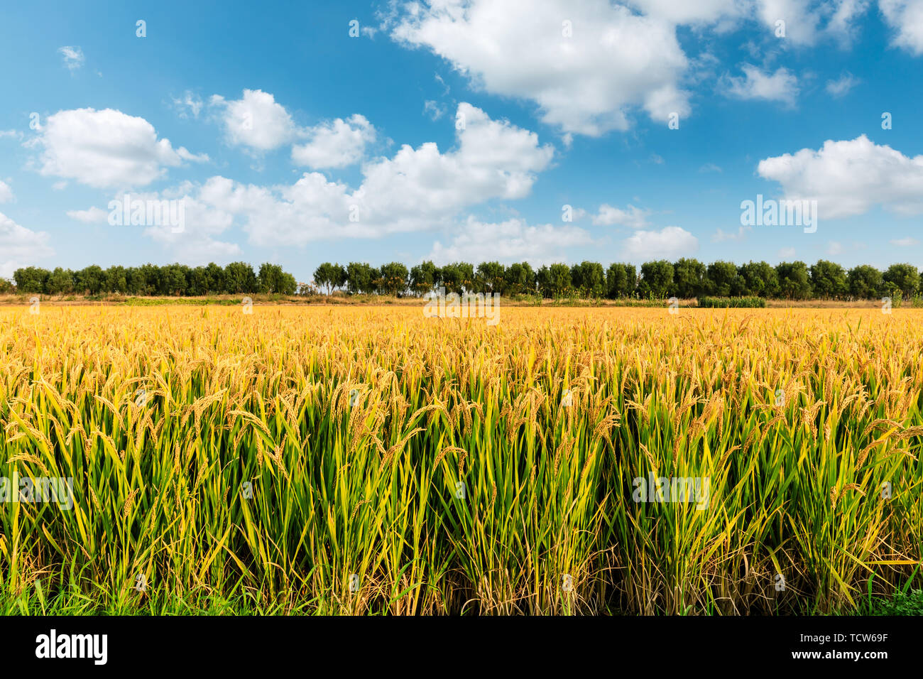Ripe rice field and sky landscape on the farm Stock Photo - Alamy