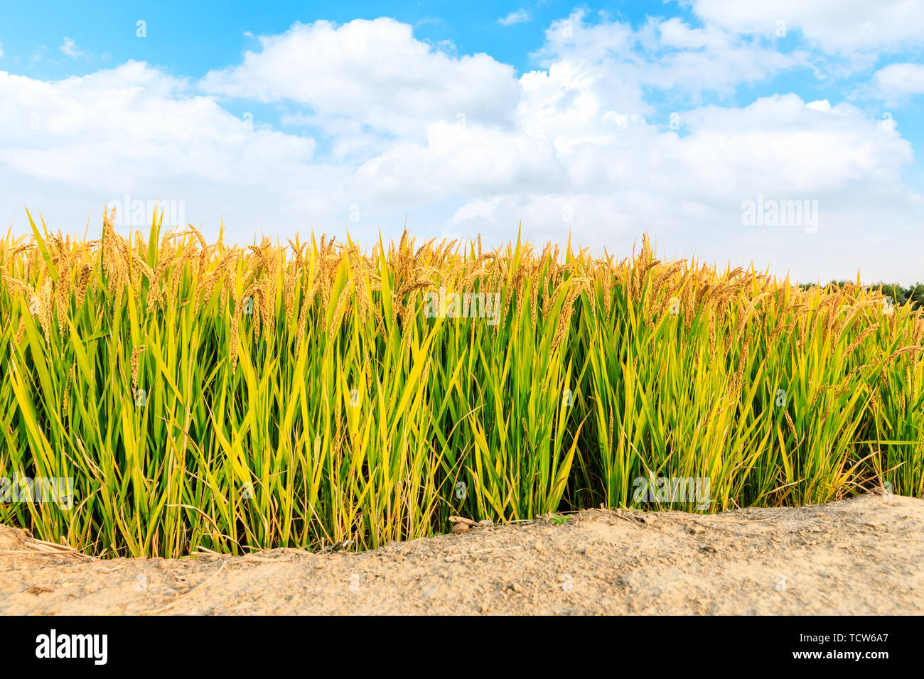 Ripe rice field and sky landscape on the farm Stock Photo - Alamy