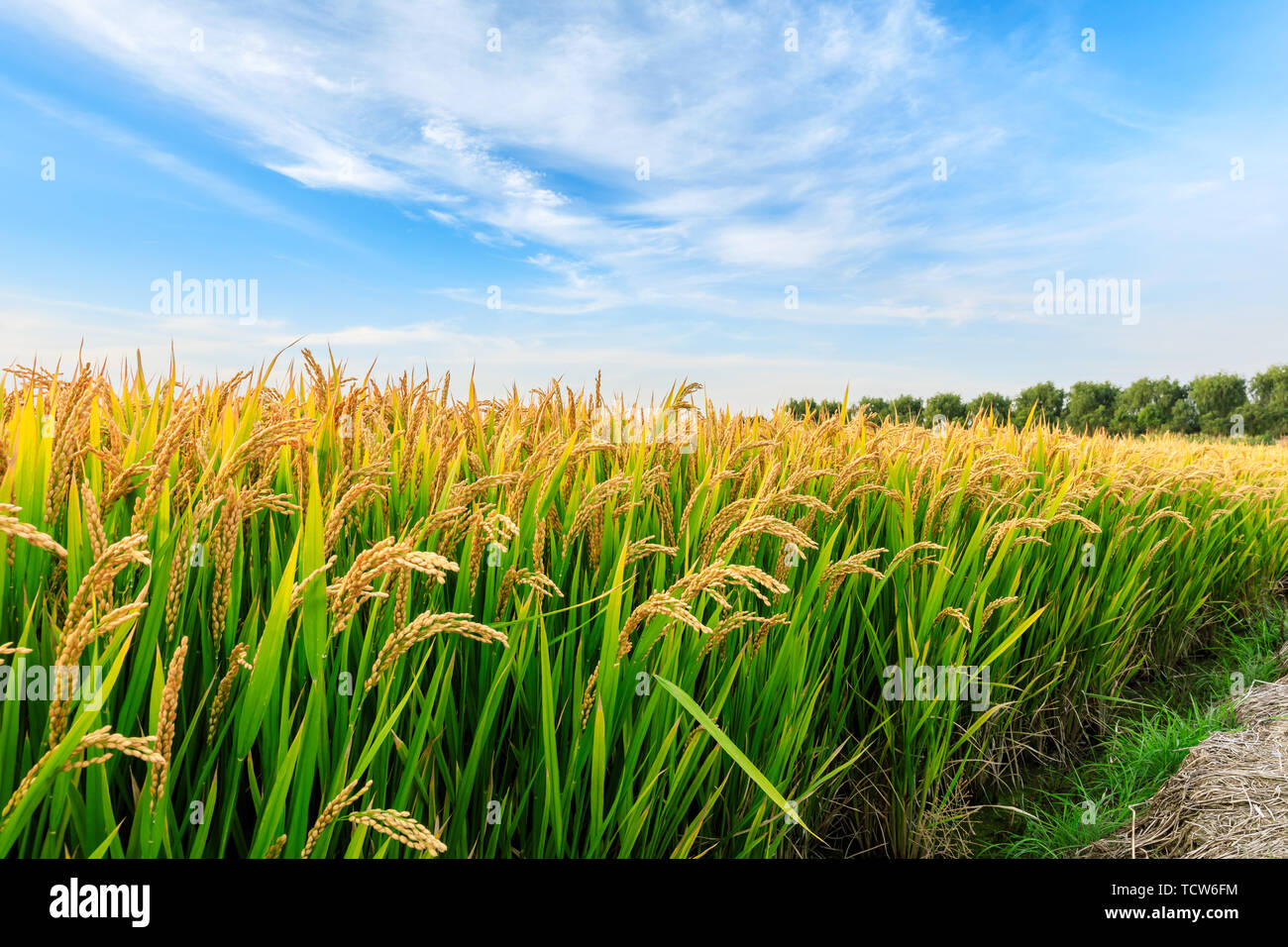 Ripe rice field and sky landscape on the farm Stock Photo - Alamy