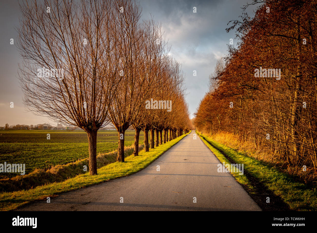 Path along the forest hi-res stock photography and images - Alamy
