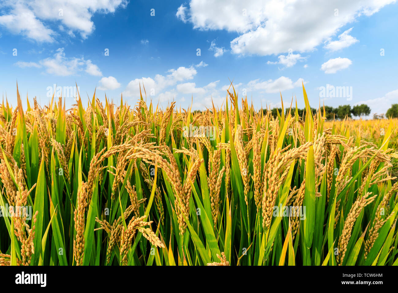 Ripe rice field and sky landscape on the farm Stock Photo - Alamy
