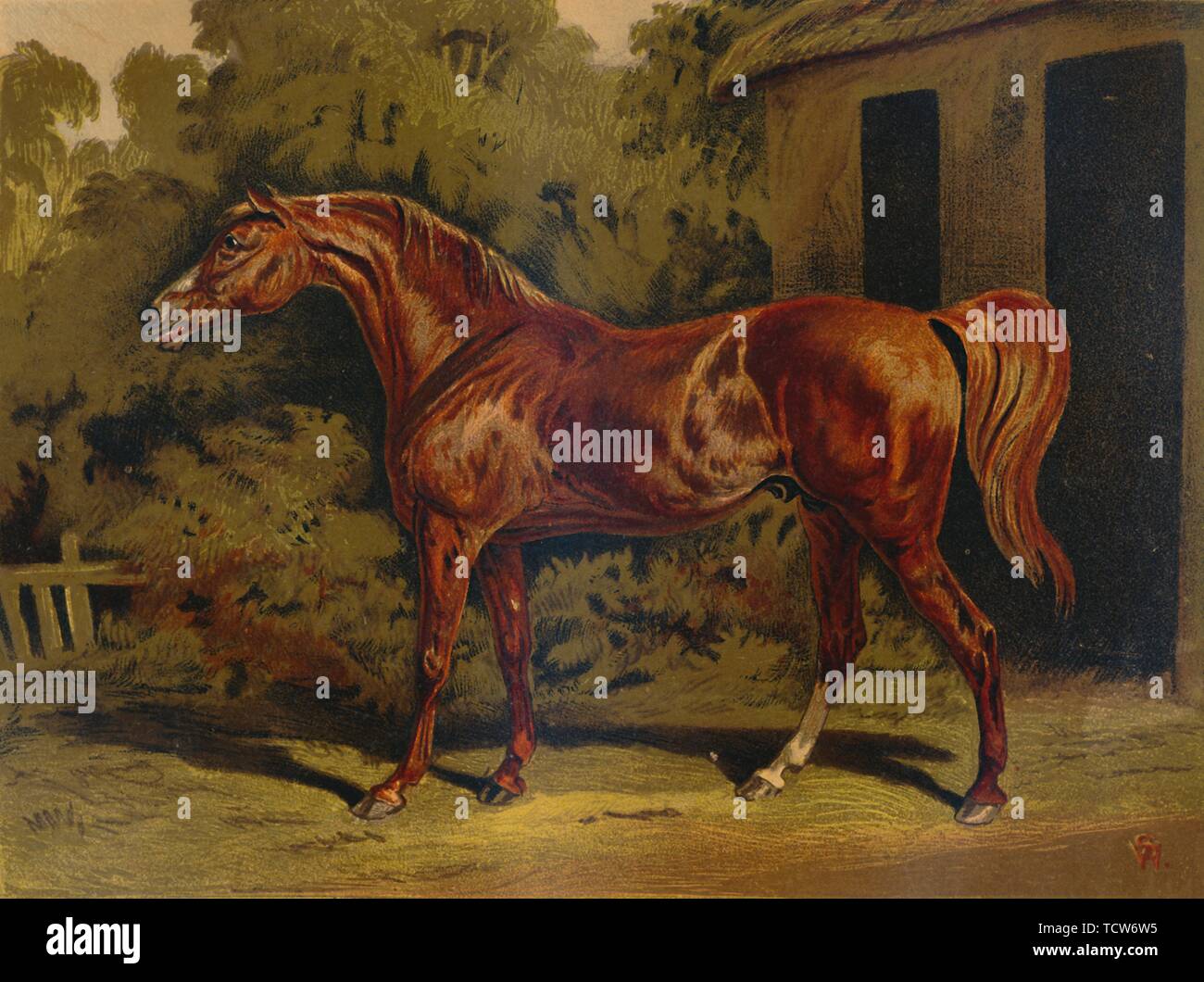 Eclipse horse hi-res stock photography and images - Alamy