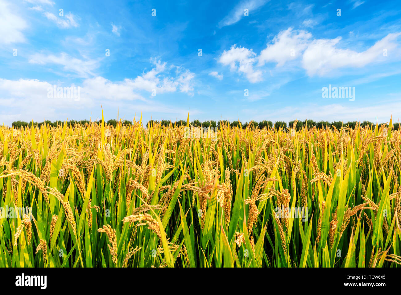 Ripe rice field and sky landscape on the farm Stock Photo - Alamy