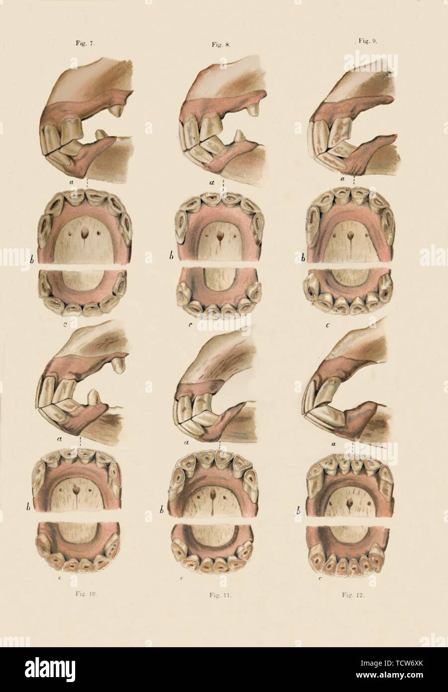 Horse teeth diagram hi-res stock photography and images - Alamy