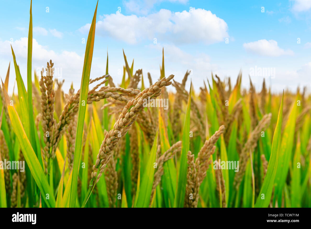 Ripe rice field and sky landscape on the farm Stock Photo - Alamy