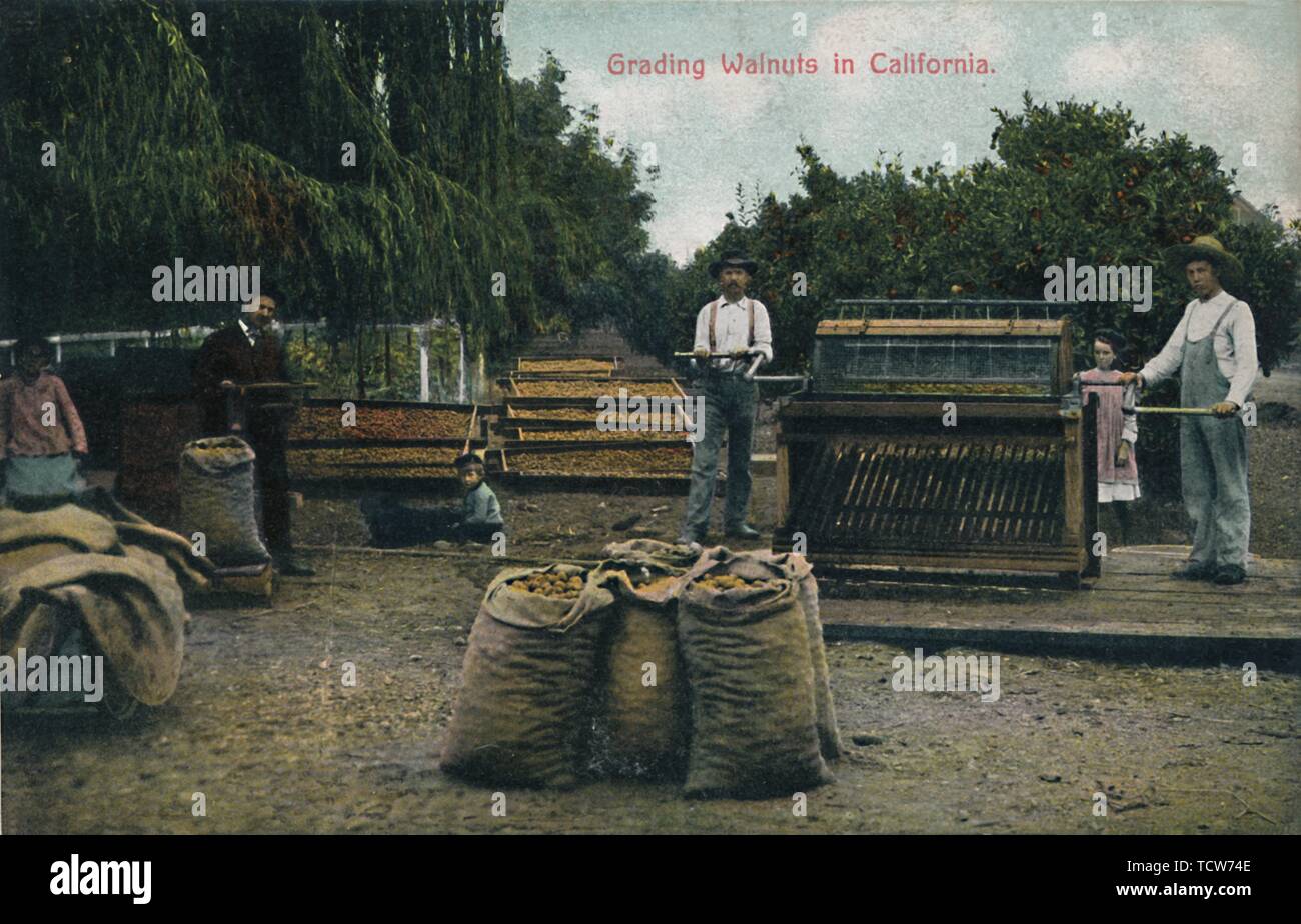 'Grading Walnuts in California', c1910s. Creator: Unknown Stock Photo ...