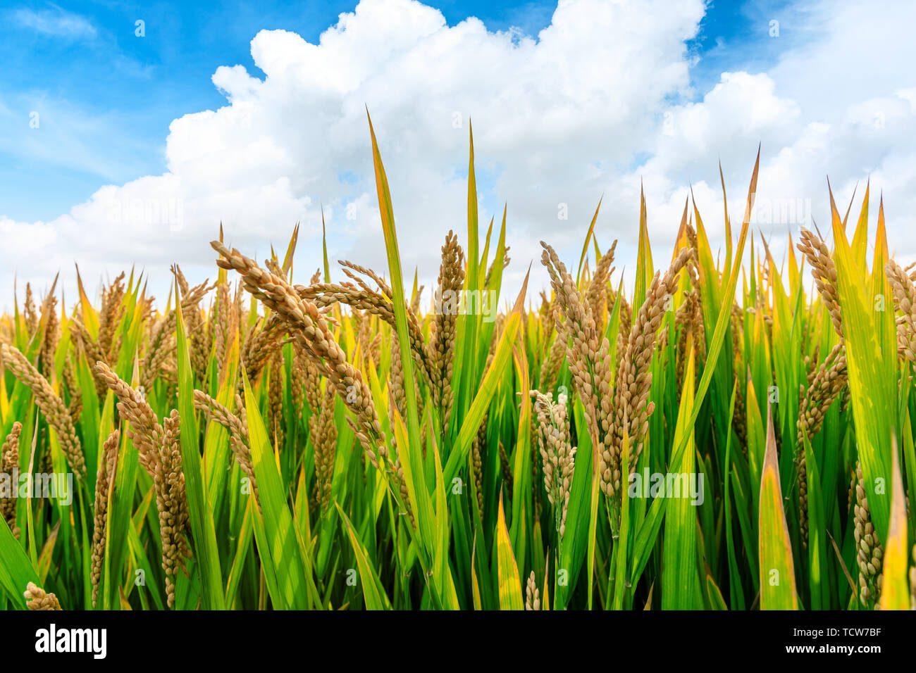 Ripe rice field and sky landscape on the farm Stock Photo - Alamy