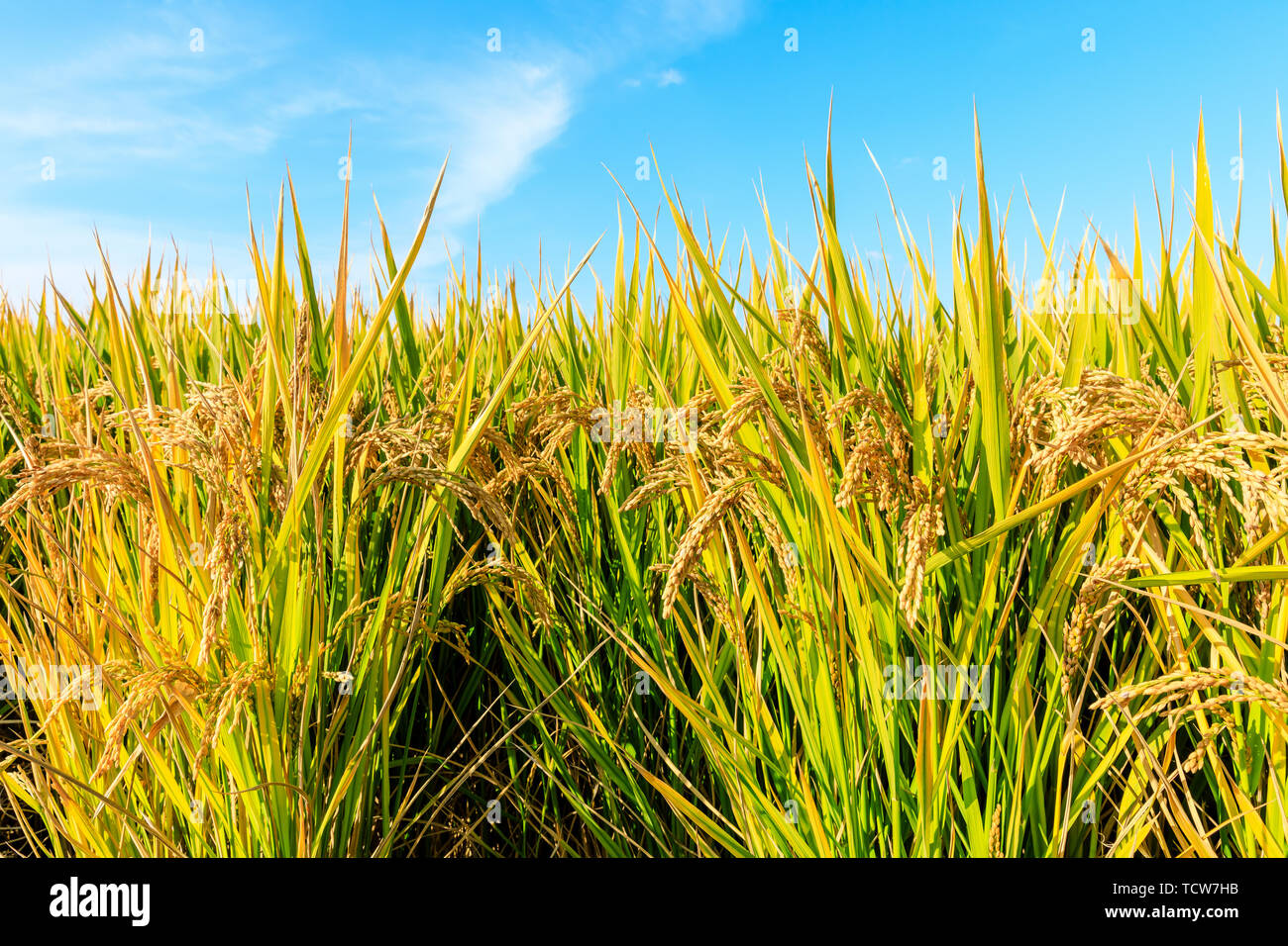 Ripe rice field and sky landscape on the farm Stock Photo - Alamy
