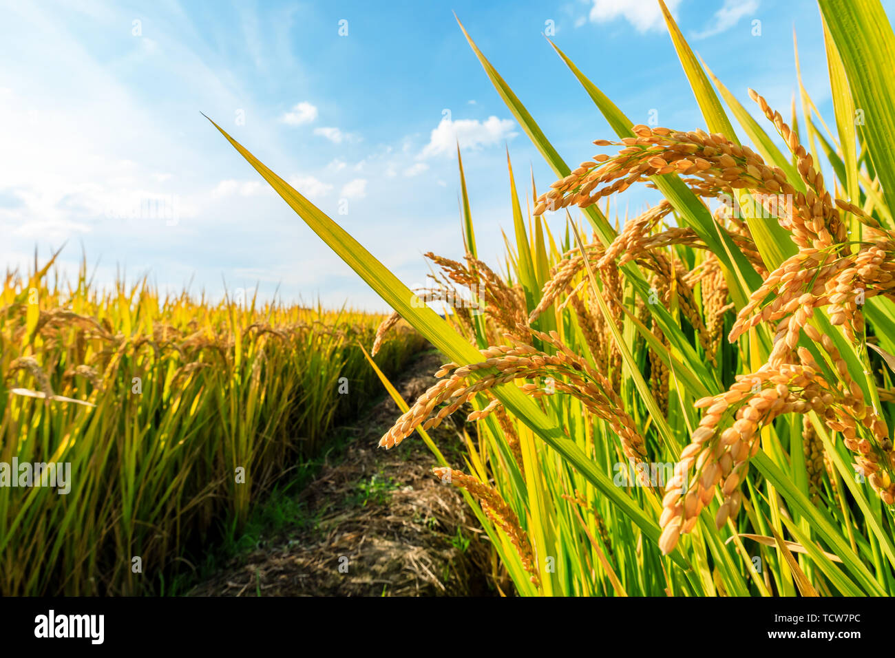 Ripe rice field and sky landscape on the farm Stock Photo - Alamy