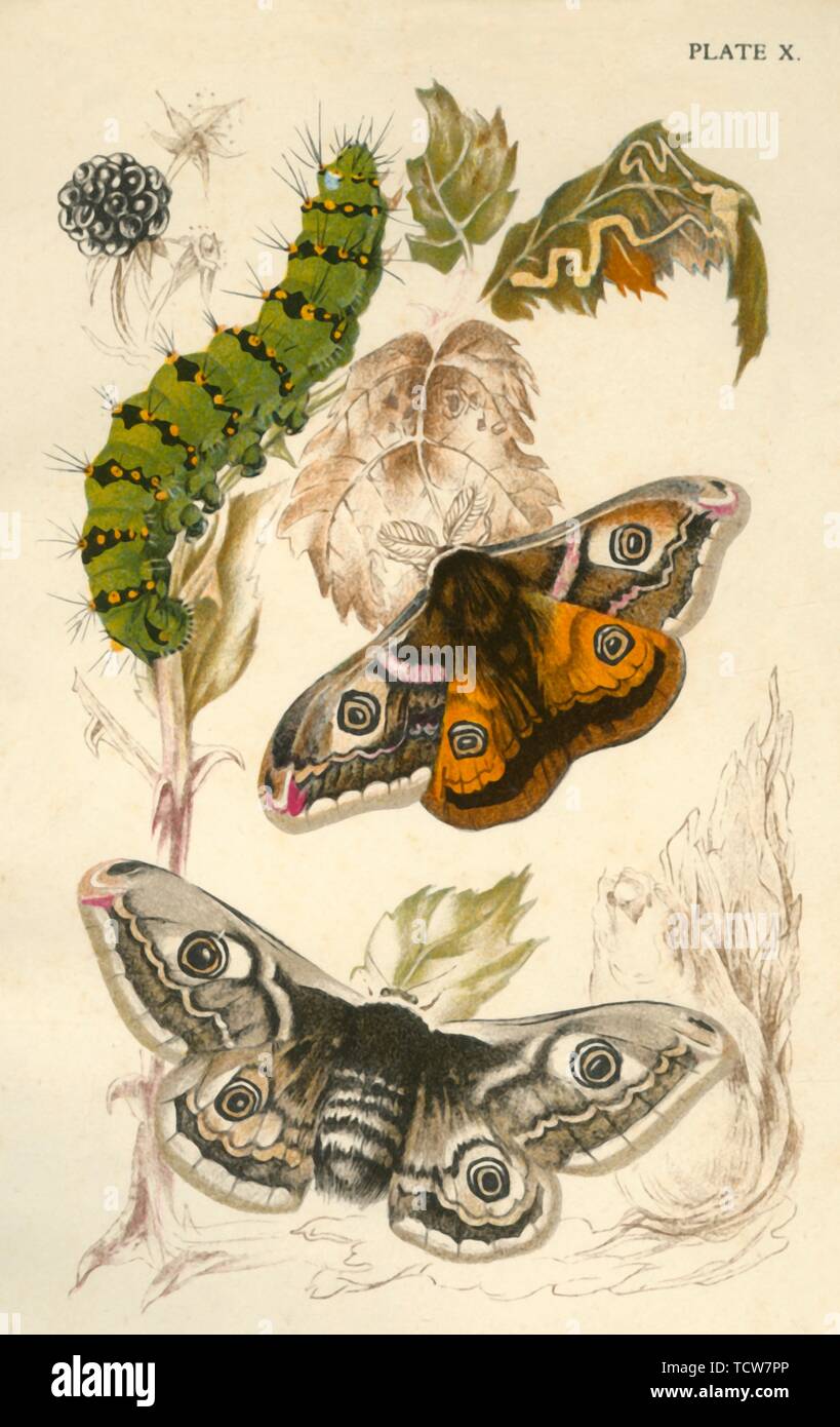 Emperor moths, 19th century. Creator: Unknown Stock Photo - Alamy