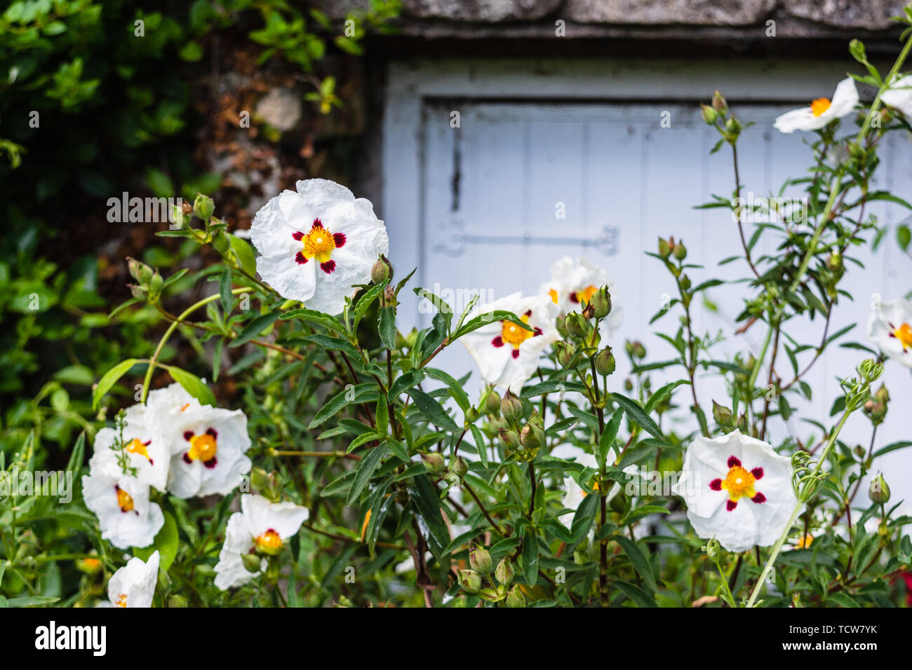 The white, yellow and red flowers of Gum rockrose Cistus ladanifer ...