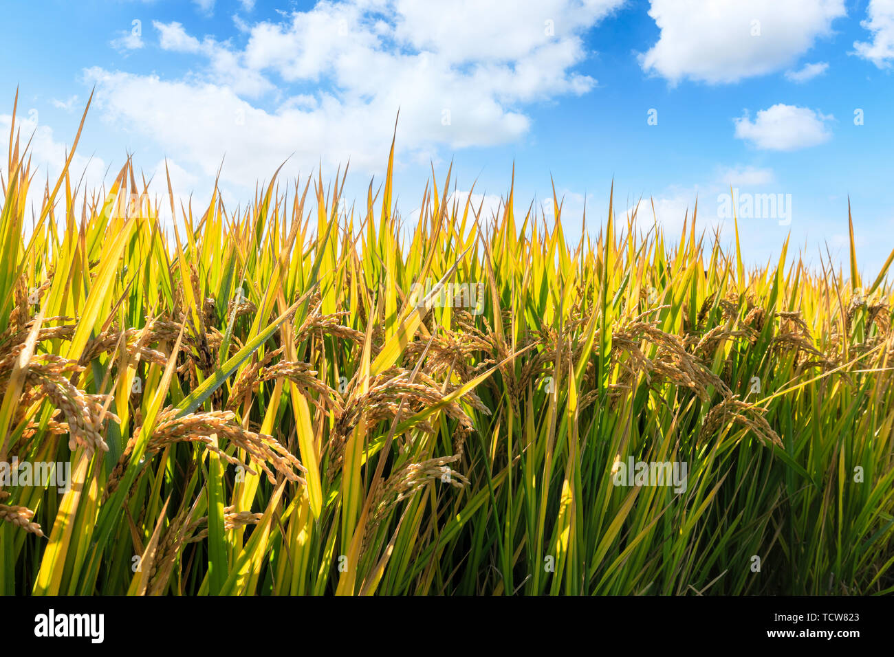 Ripe rice field and sky landscape on the farm Stock Photo - Alamy