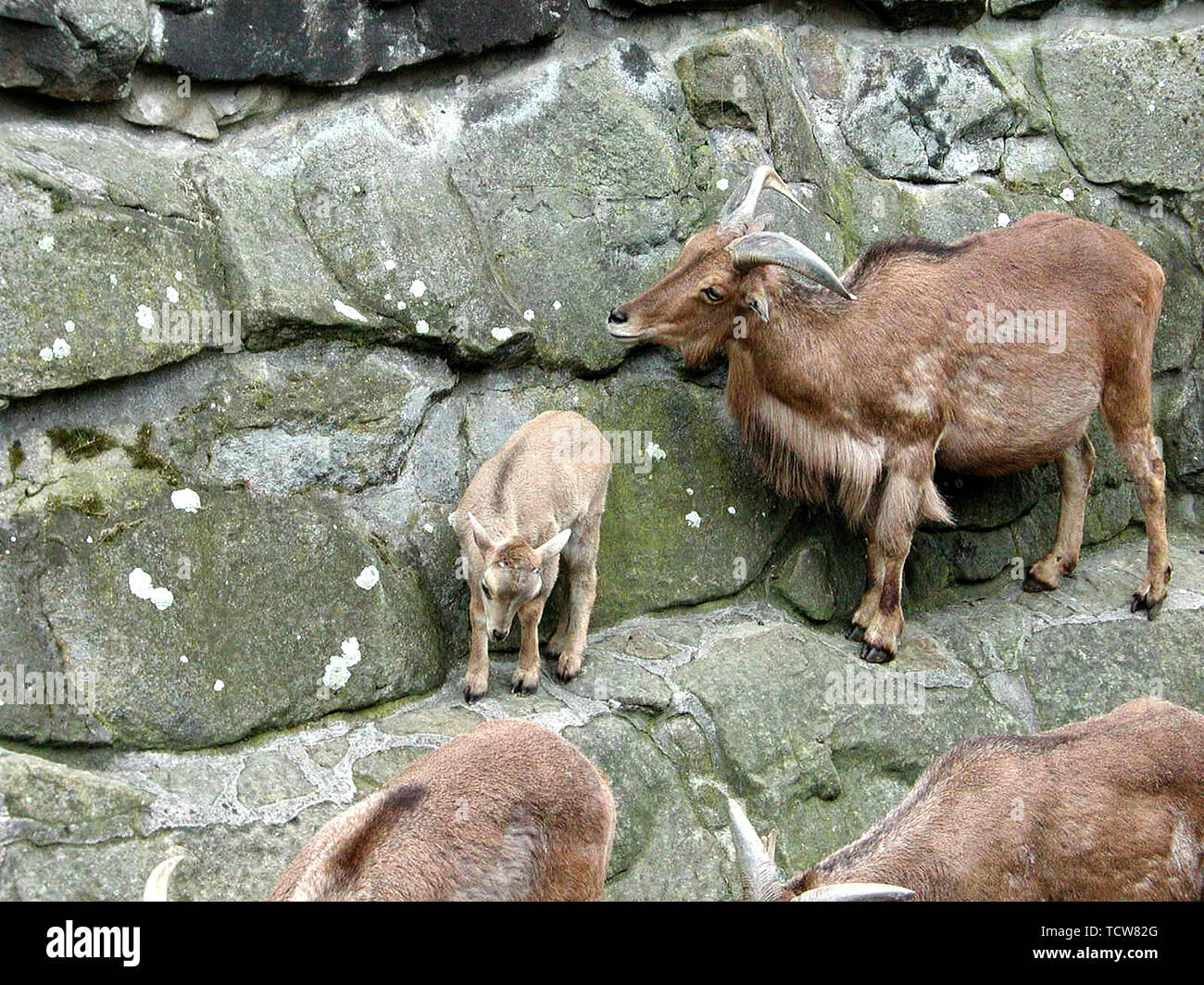 Zoo Berlin on March 30, 2002 Stock Photo - Alamy