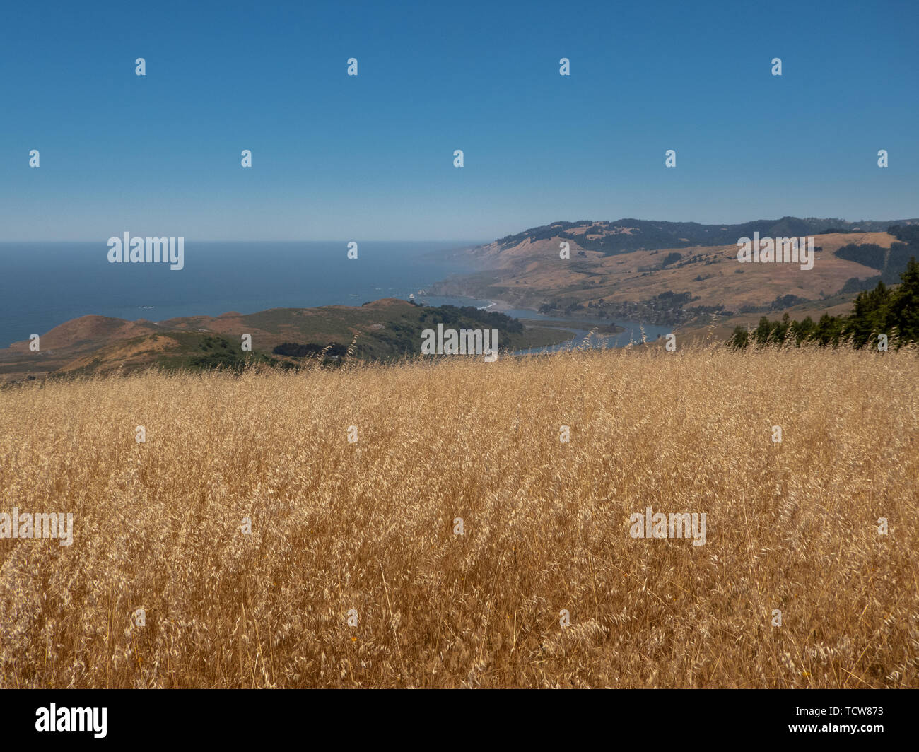 Long dried grass hi-res stock photography and images - Alamy
