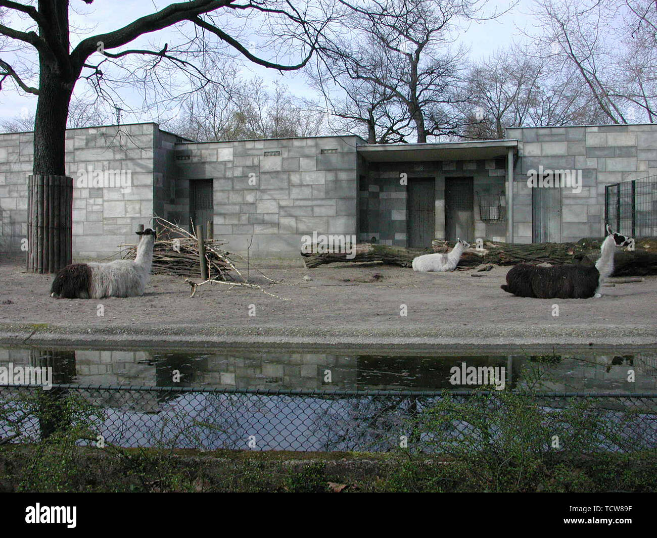 Baby hippo zoo berlin hi-res stock photography and images - Alamy