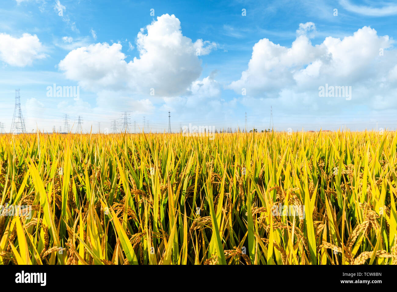 Ripe rice field and sky landscape on the farm Stock Photo - Alamy