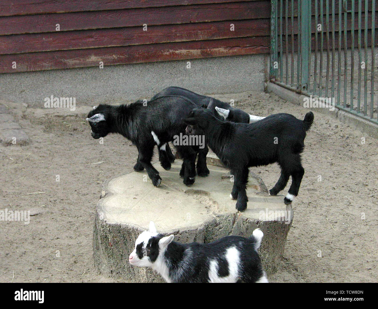 Zoo Berlin on March 30, 2002 Stock Photo - Alamy