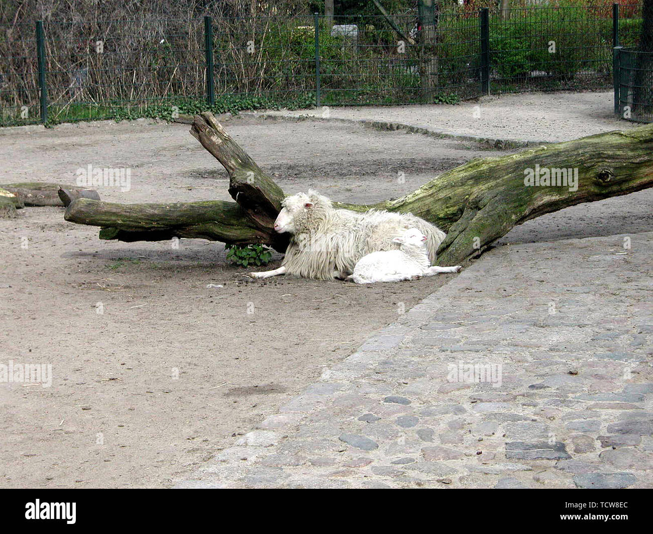 Baby hippo zoo berlin hi-res stock photography and images - Alamy
