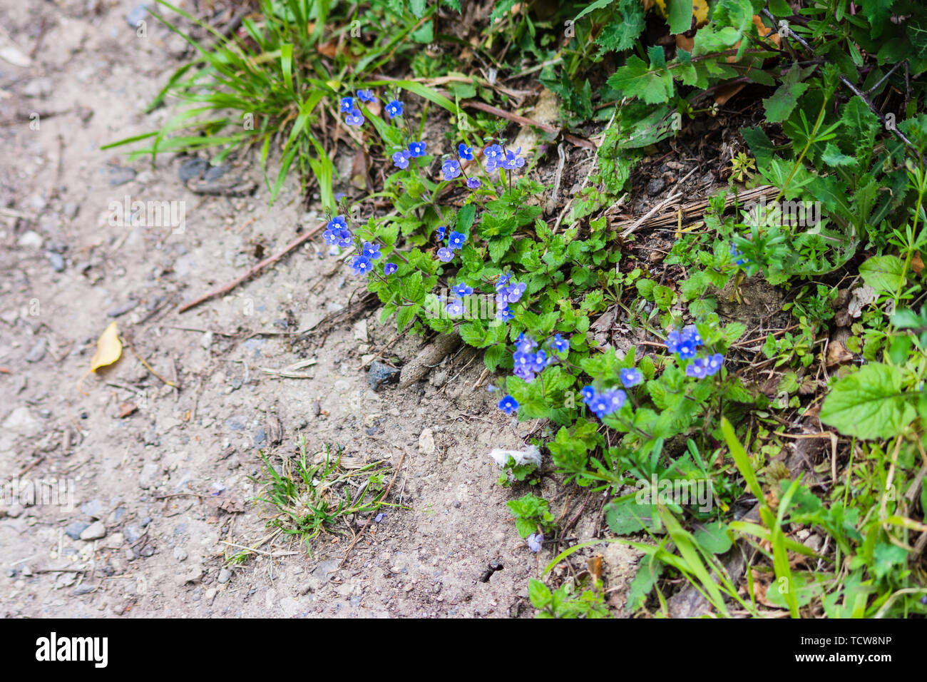 Bright blue flowers of a clump of germander speedwell Veronica ...