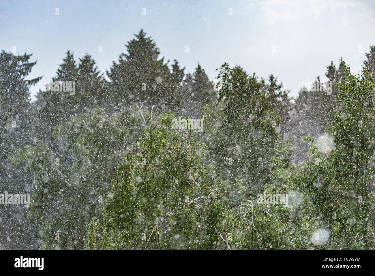 Forest trees under the pouring rain at day time Stock Photo - Alamy