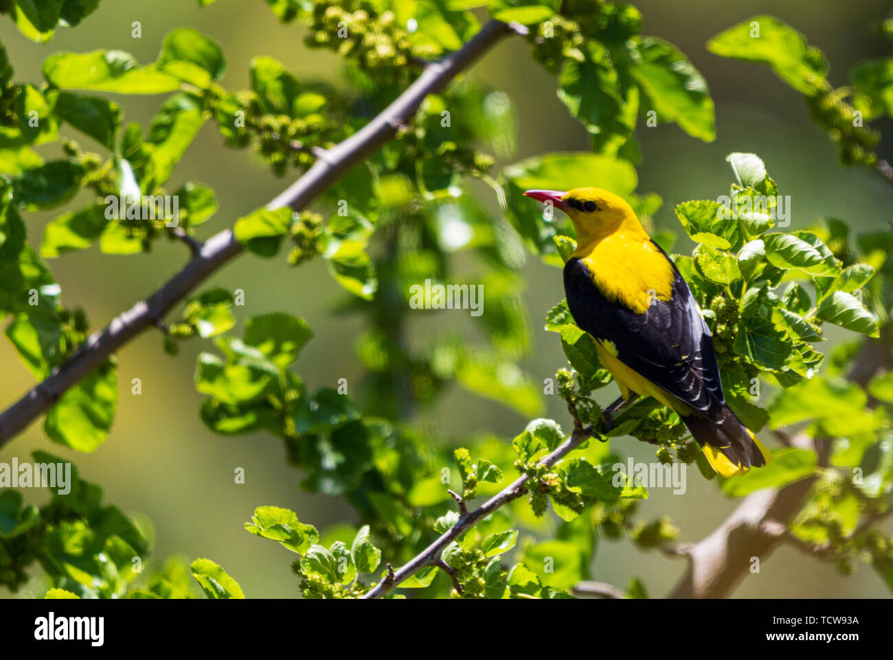 Oriolus oriolus, Male Eurasian Golden Oriole Perching in a Mulberry ...
