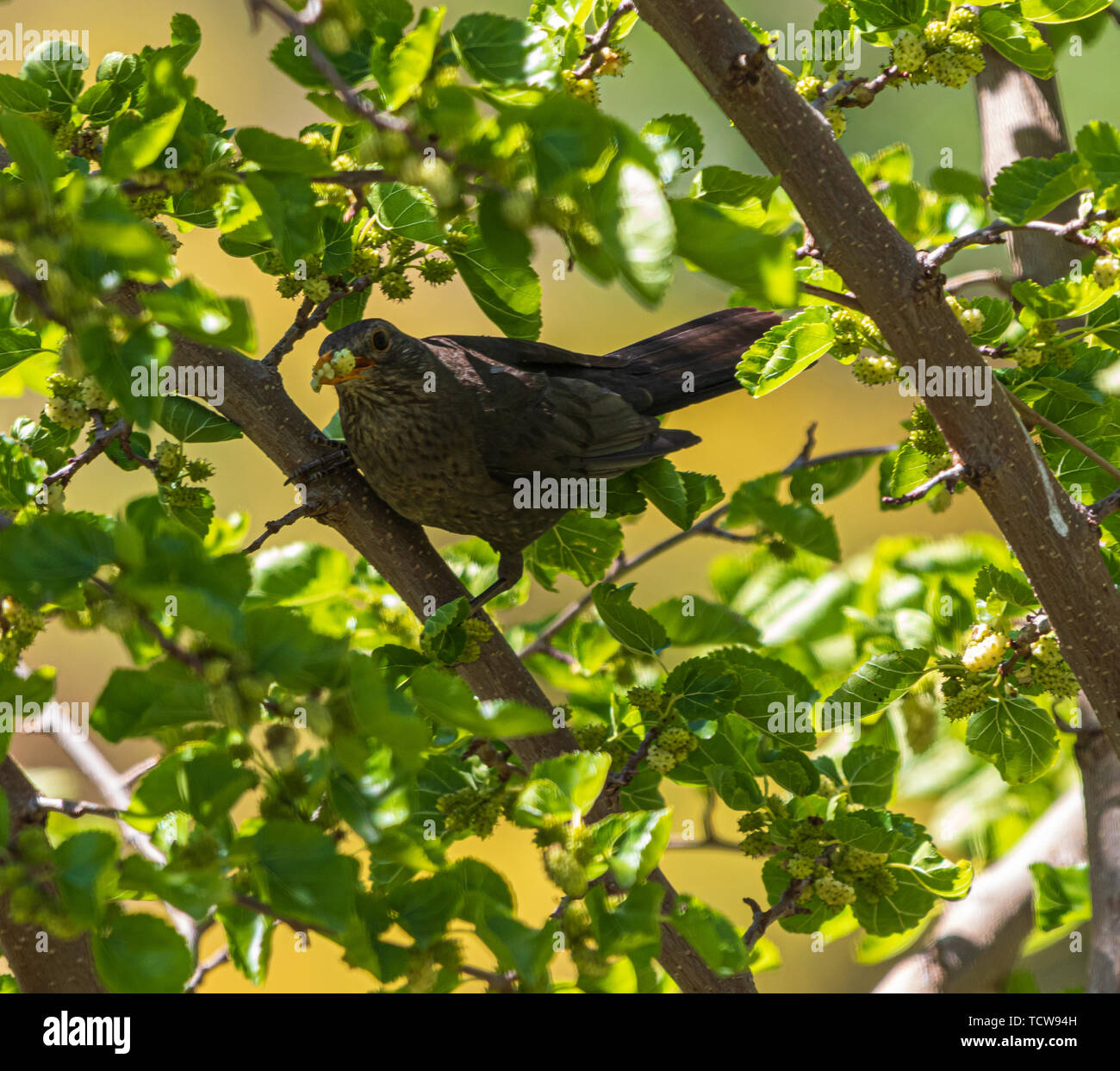 Turdus merula, Female Blackbird with a beak full of Mulberry Fruit ...