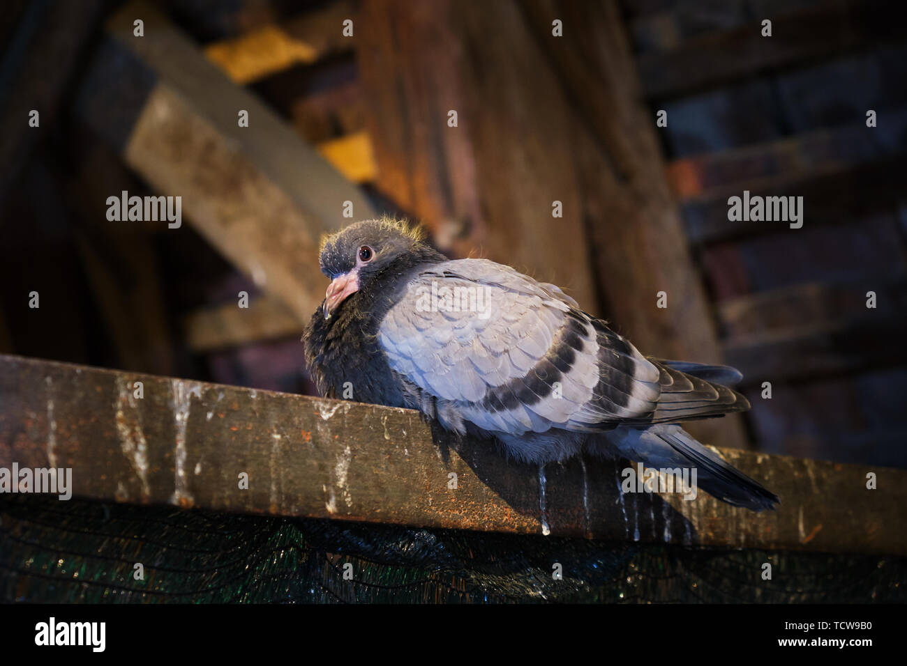 Inside pigeon tower hi-res stock photography and images - Alamy