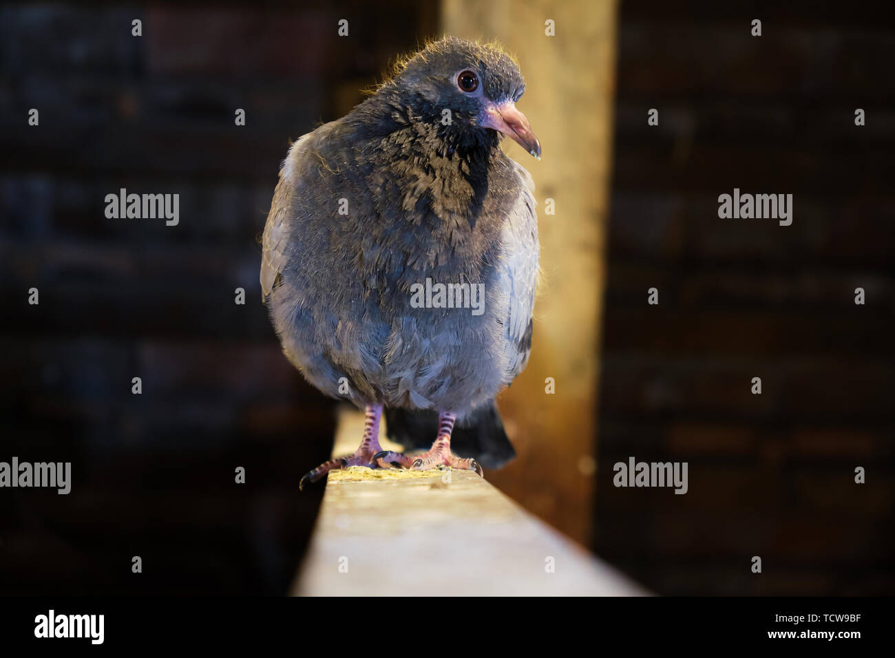 Small bird on a ledge hi-res stock photography and images - Alamy