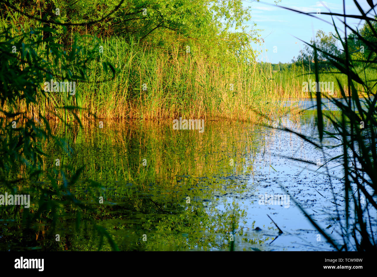 Parcul natural vacaresti hi-res stock photography and images - Alamy